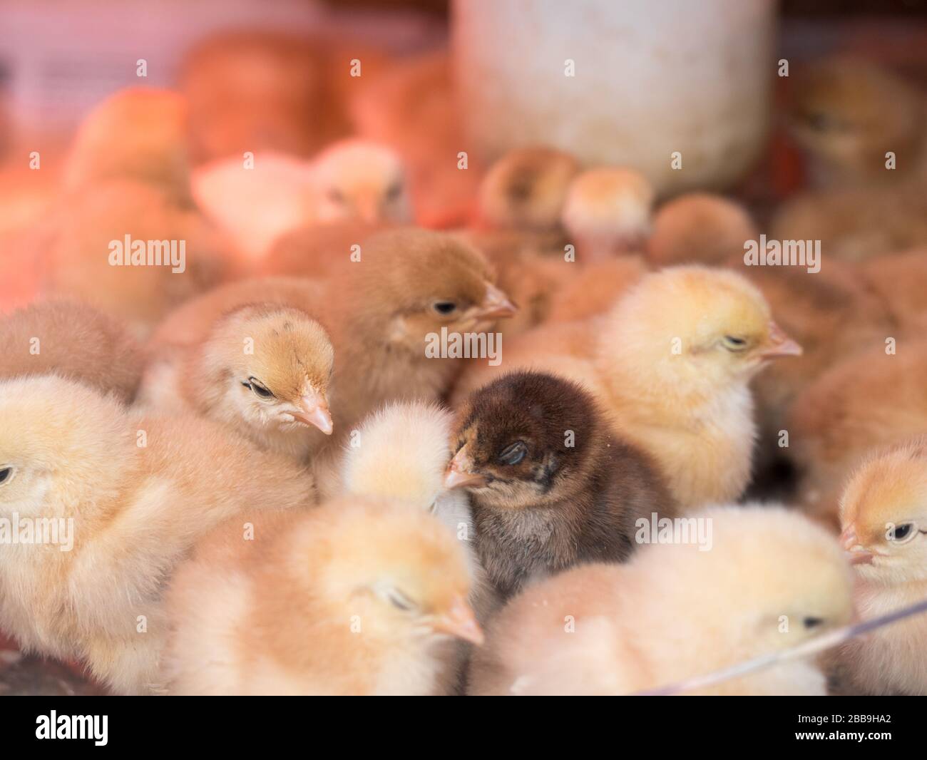 Angry chickens hi-res stock photography and images - Alamy