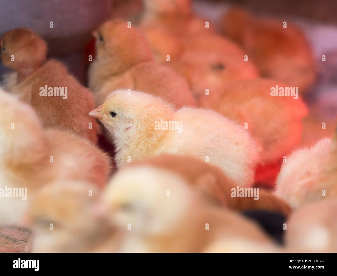 Poultry crowd hi-res stock photography and images - Alamy