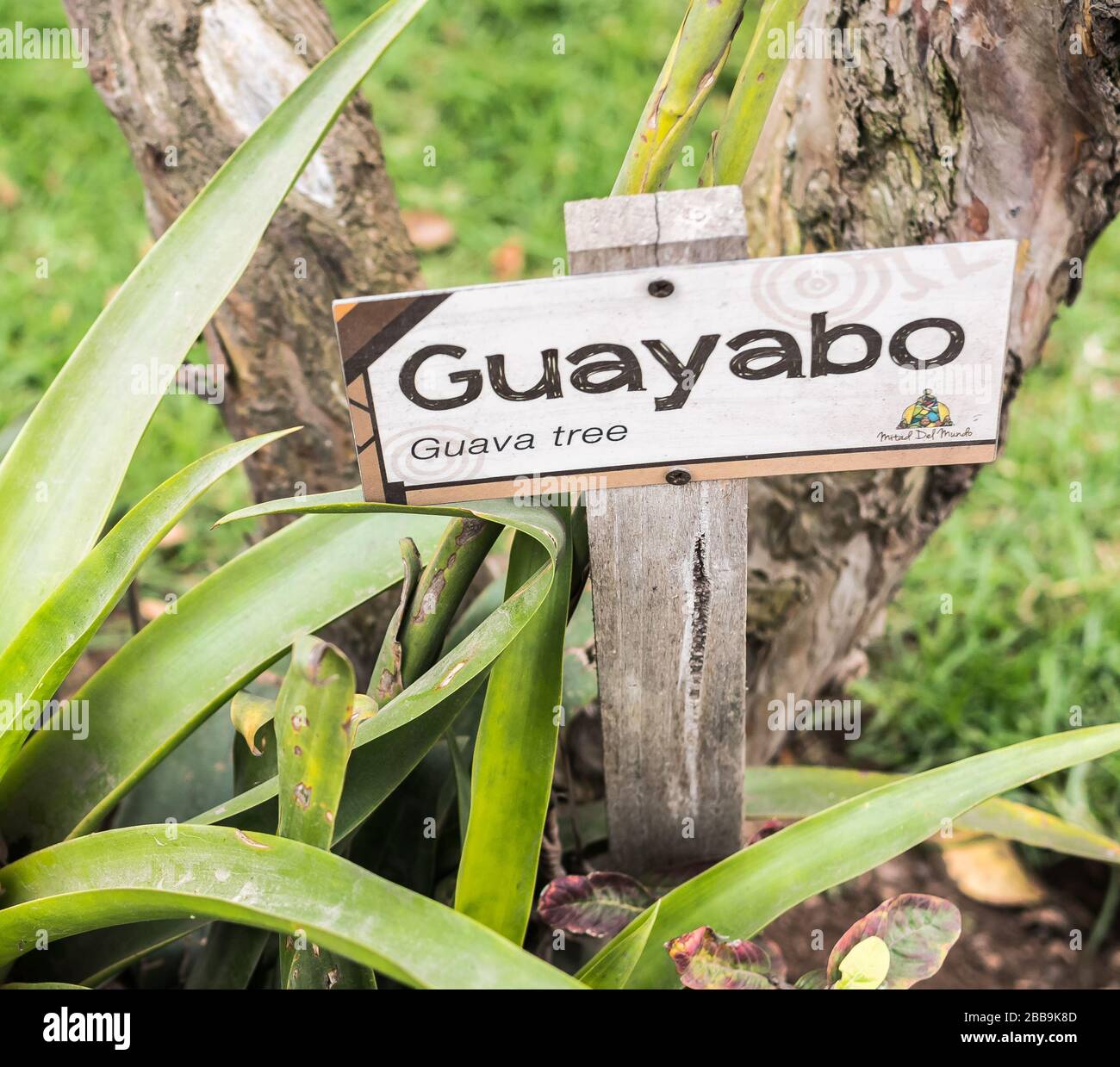 QUITO, ECUADOR - JULY 29, 2018: A small display sign with guava tree ...