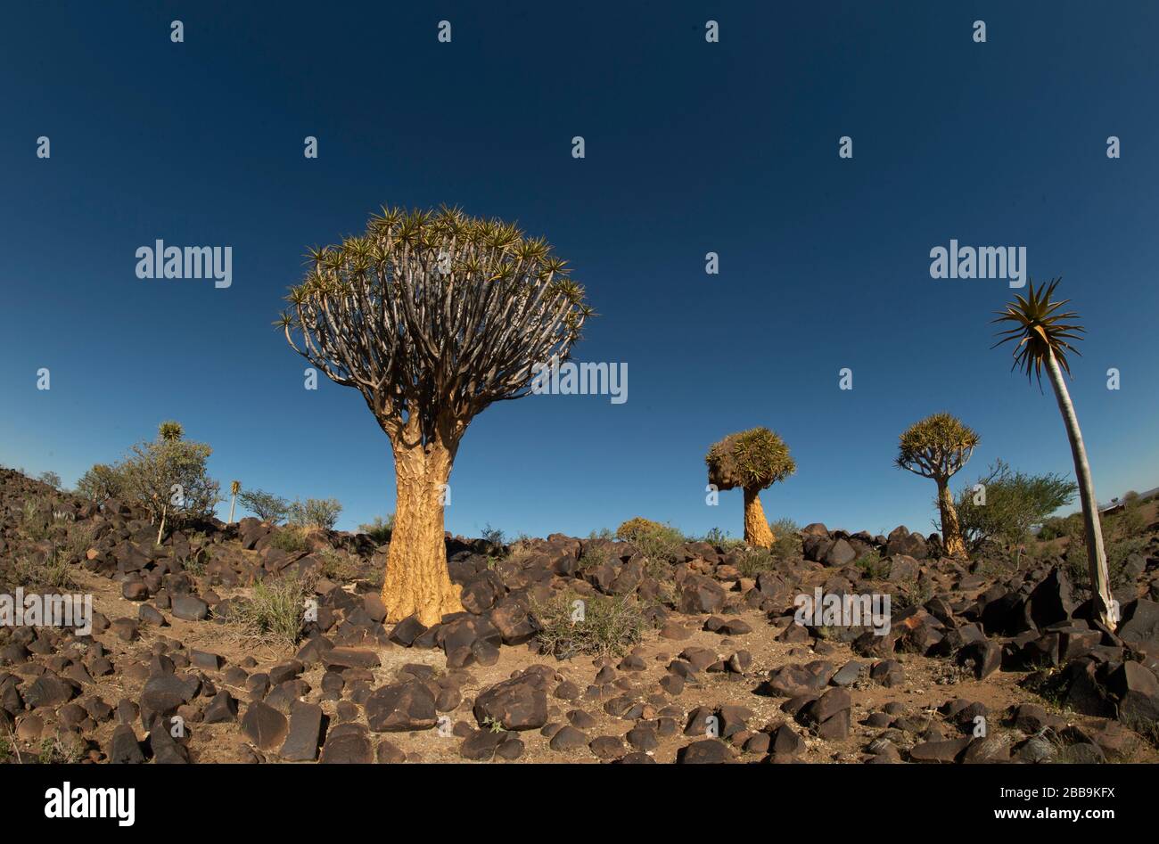 Quiver tree forest in Namibia Stock Photo - Alamy