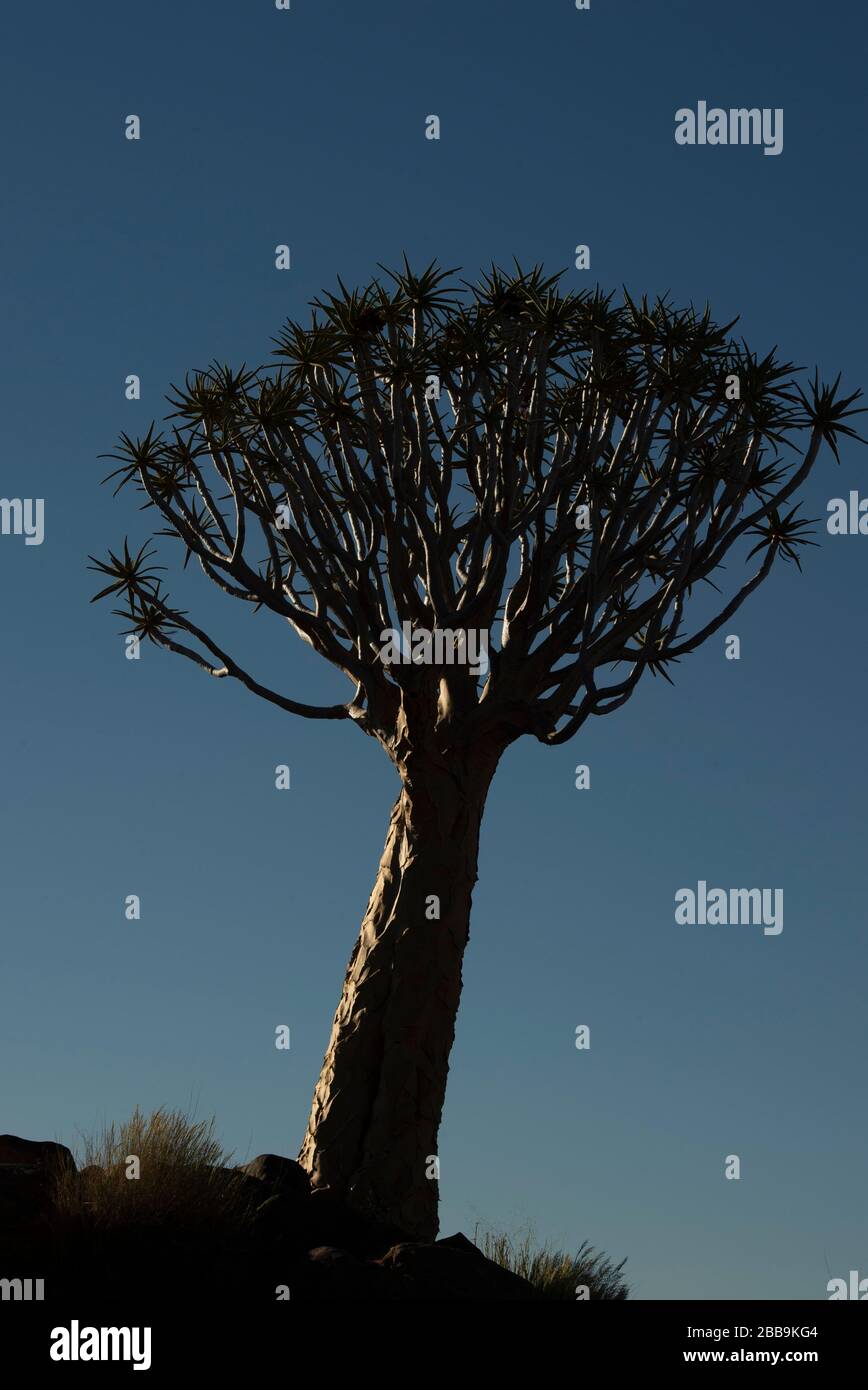 Quiver tree forest in Namibia Stock Photo - Alamy