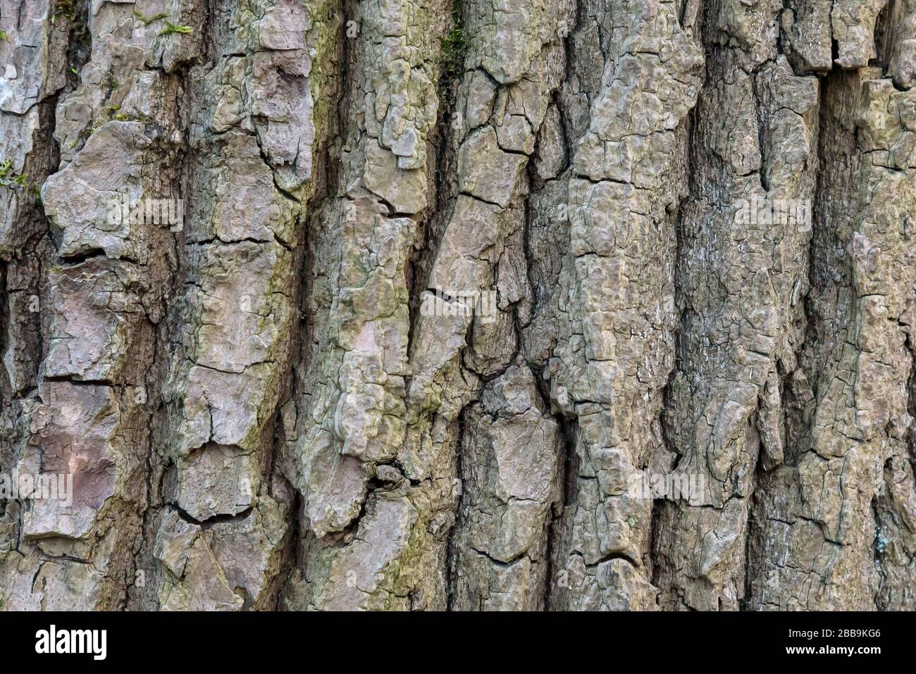 Dry tree texture hi-res stock photography and images - Alamy