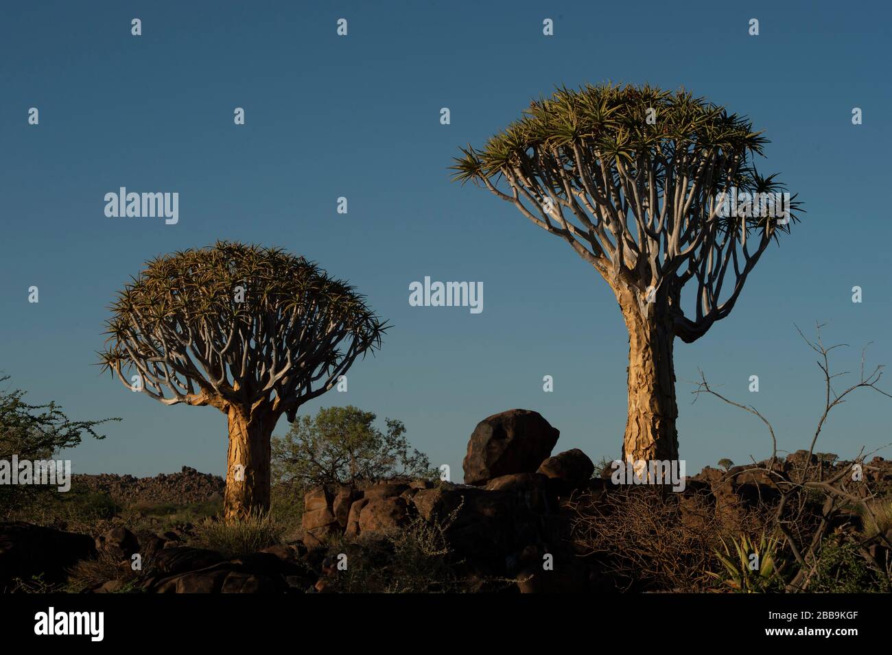 Quiver tree forest in Namibia Stock Photo - Alamy