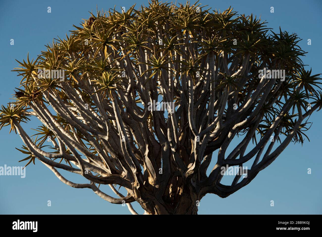 Quiver tree forest in Namibia Stock Photo - Alamy
