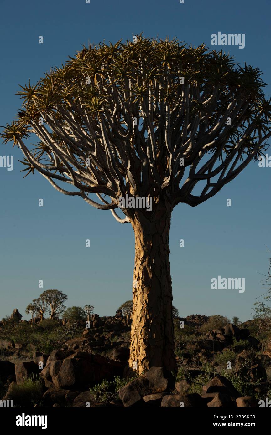 Quiver tree forest in Namibia Stock Photo - Alamy