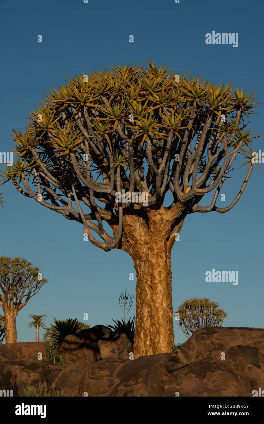 Quiver tree forest in Namibia Stock Photo - Alamy