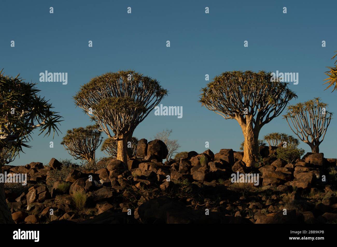 Quiver tree forest in Namibia Stock Photo - Alamy