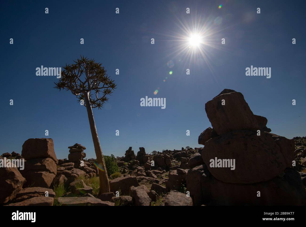 Quiver tree forest in Namibia Stock Photo - Alamy