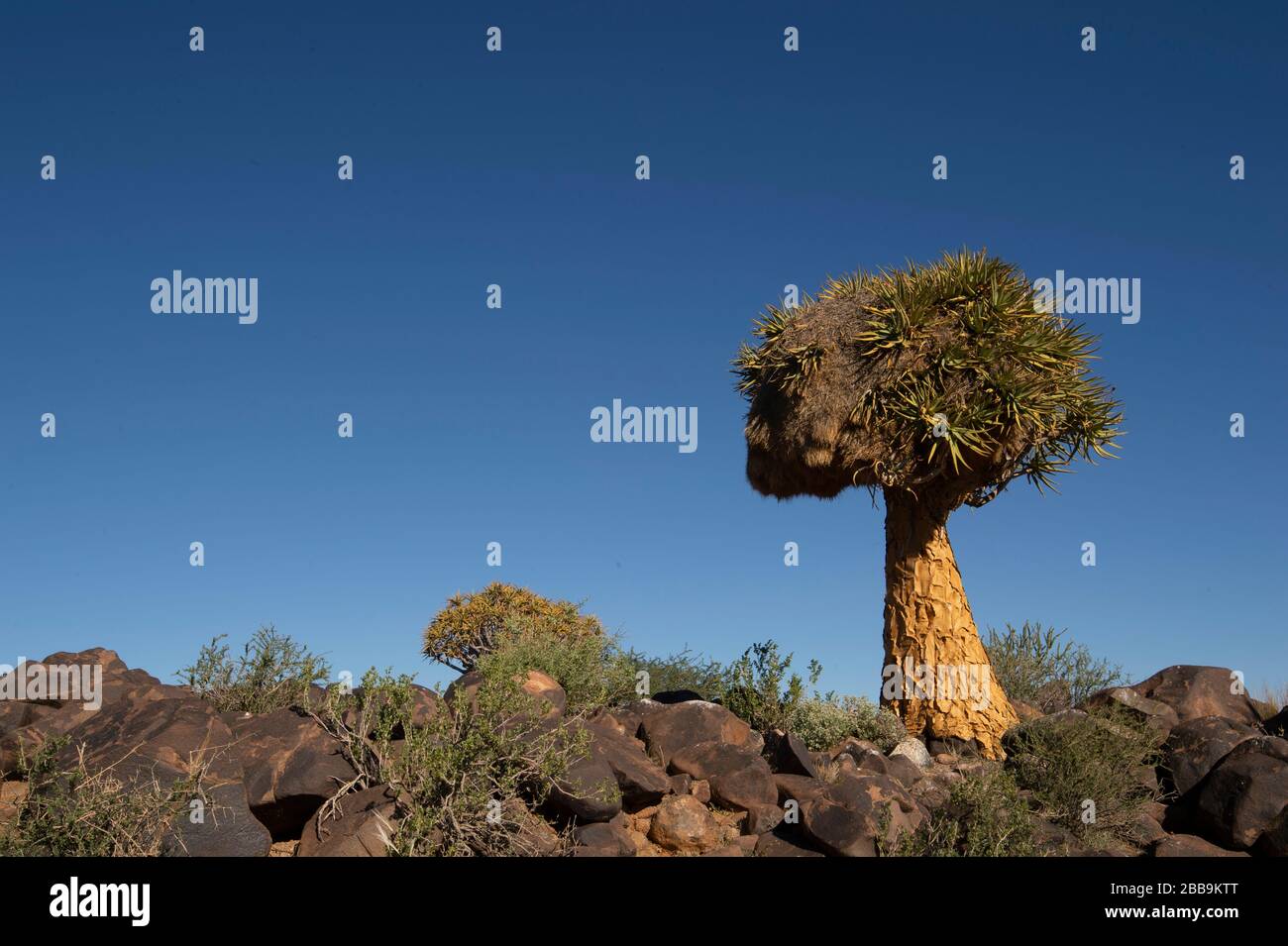 Quiver tree forest in Namibia Stock Photo - Alamy