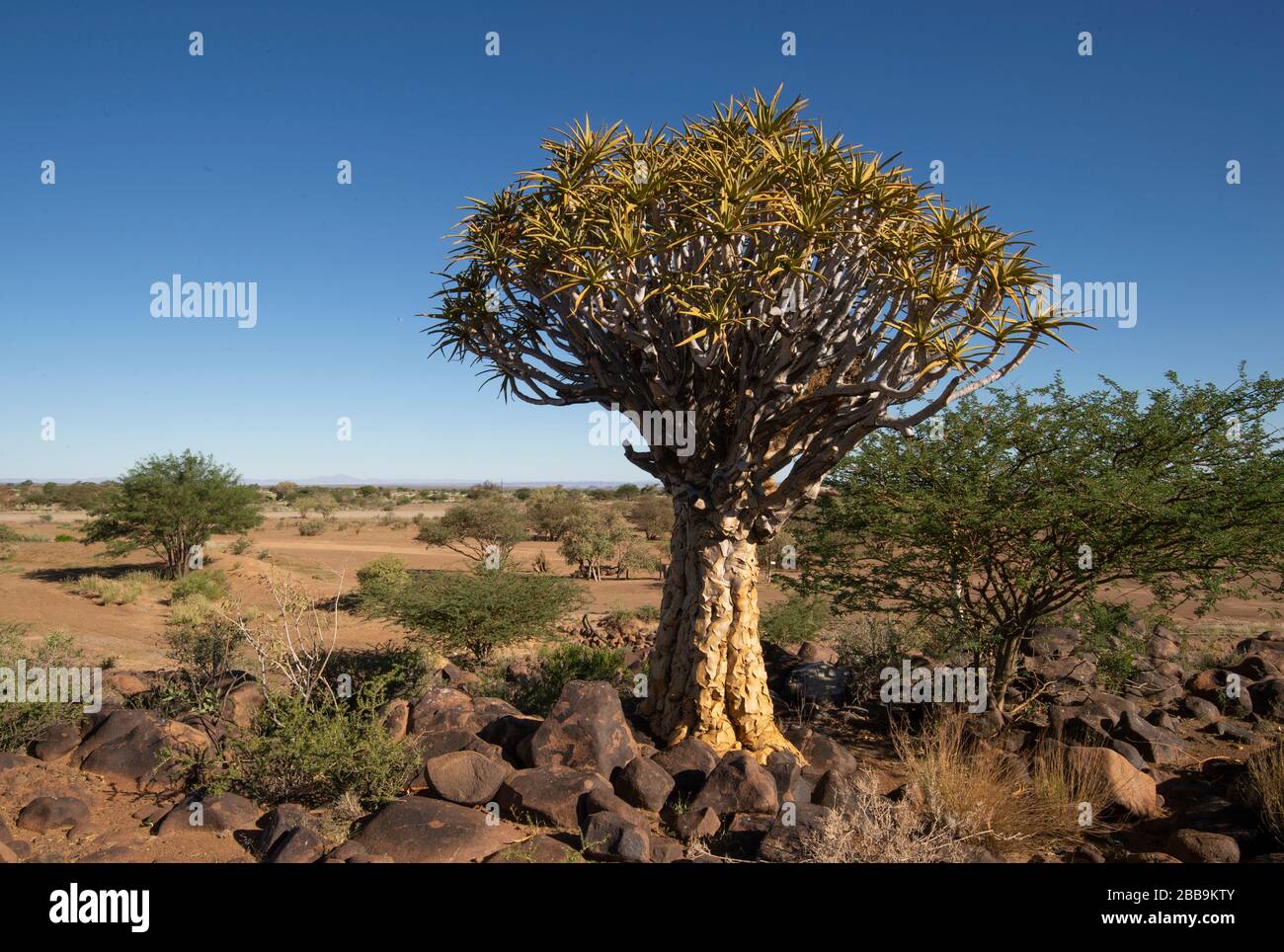 Quiver tree forest in Namibia Stock Photo - Alamy