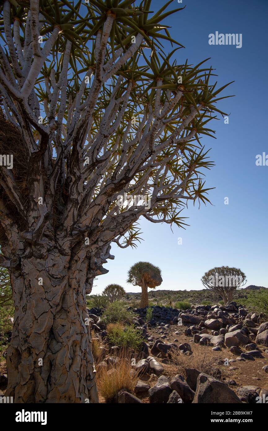 Quiver tree forest in Namibia Stock Photo - Alamy