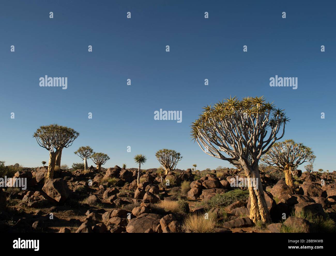 Quiver tree forest in Namibia Stock Photo - Alamy