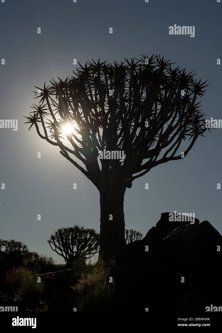 Quiver tree forest in Namibia Stock Photo - Alamy