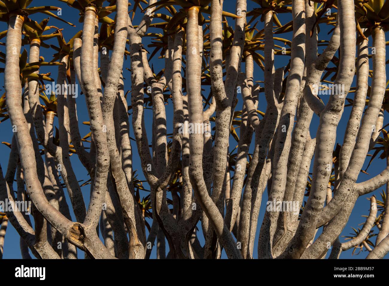 Quiver tree forest in Namibia Stock Photo - Alamy