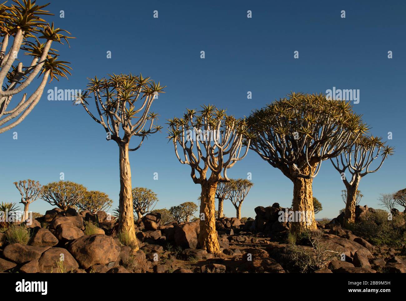 Quiver tree forest in Namibia Stock Photo - Alamy