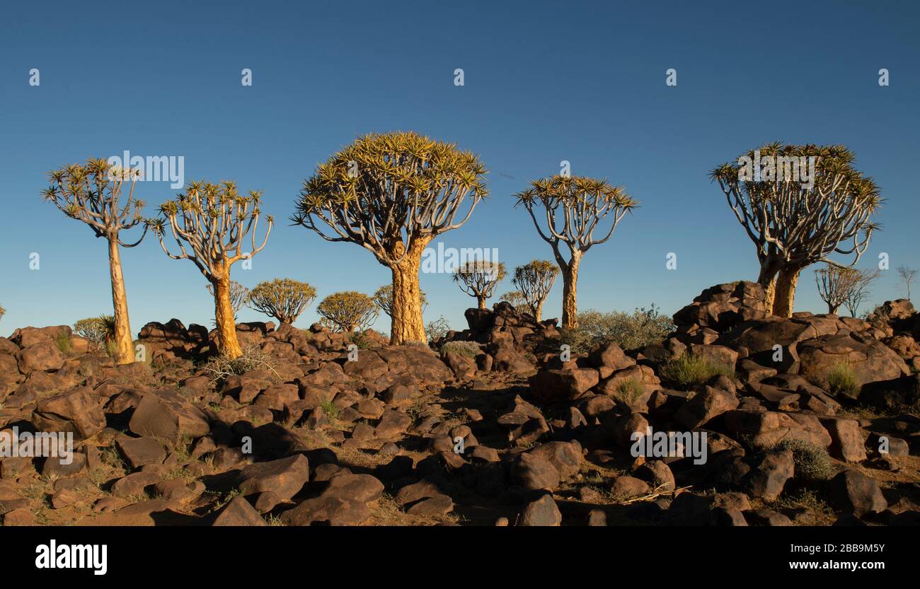Quiver tree forest in Namibia Stock Photo - Alamy