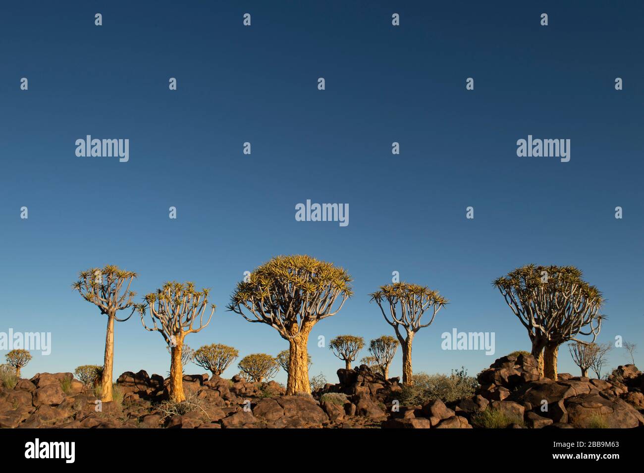Quiver tree forest in Namibia Stock Photo - Alamy