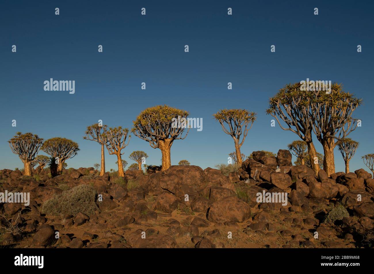 Quiver tree forest in Namibia Stock Photo - Alamy