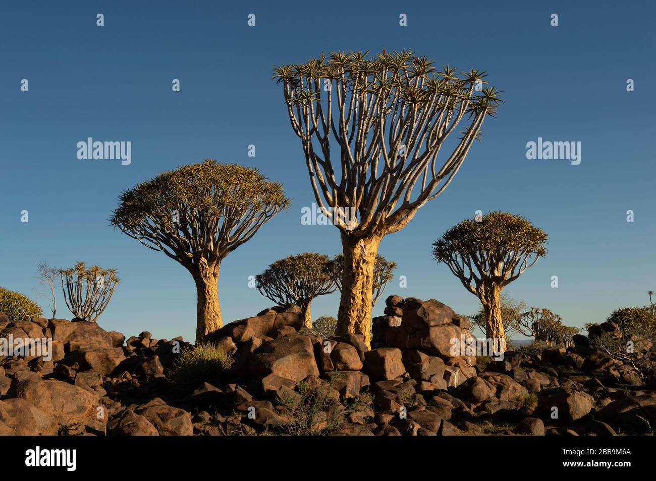Quiver tree forest in Namibia Stock Photo - Alamy