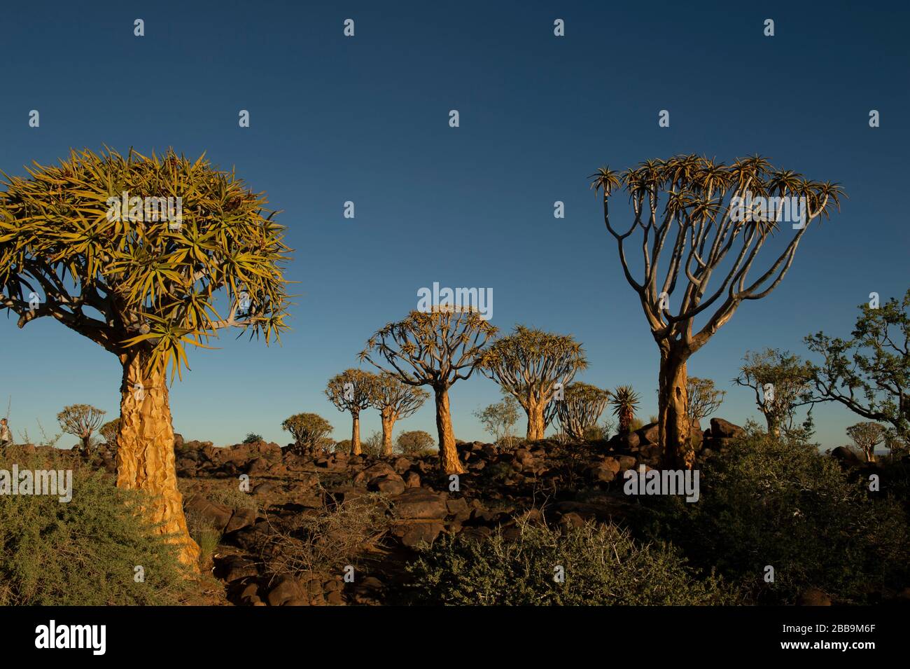 Quiver tree forest in Namibia Stock Photo - Alamy