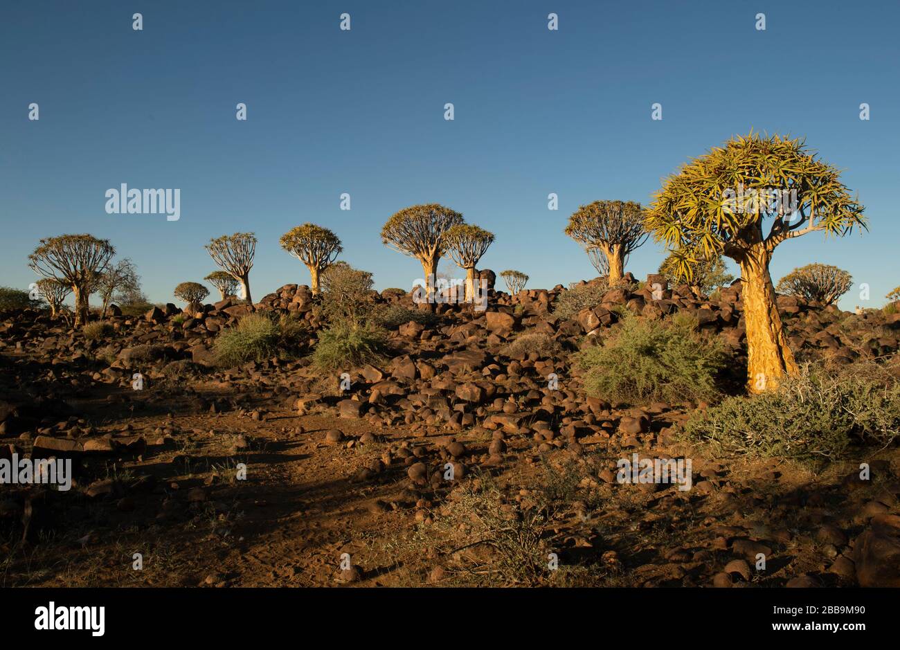 Quiver tree forest in Namibia Stock Photo - Alamy
