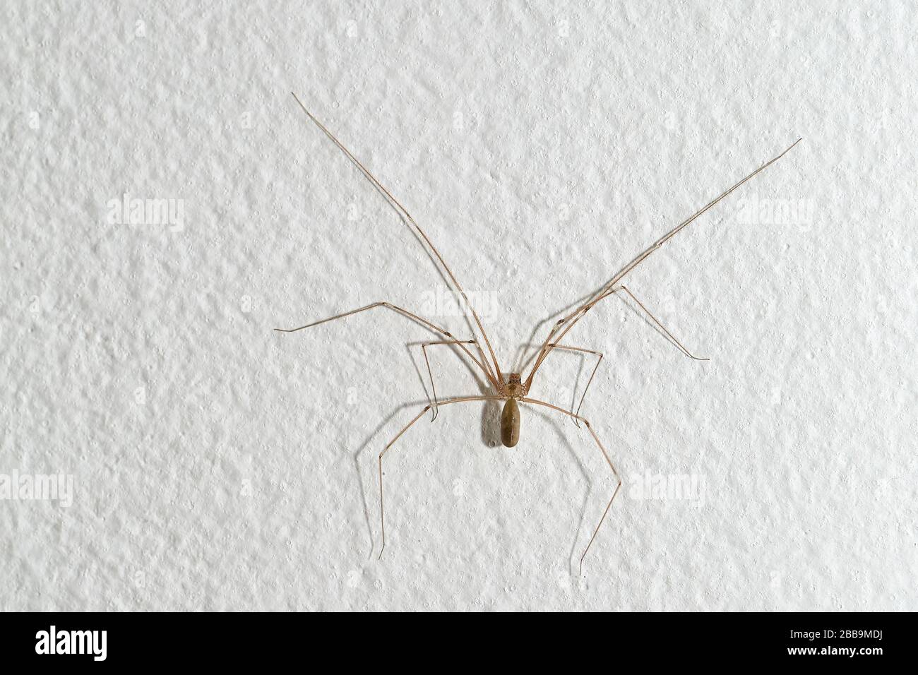 Common wall spider hi-res stock photography and images - Alamy