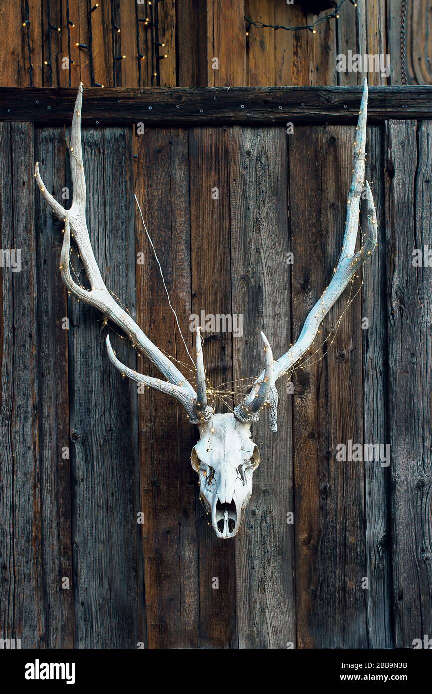 evil elegant skull of a deer with a garland for Halloween on wooden ...