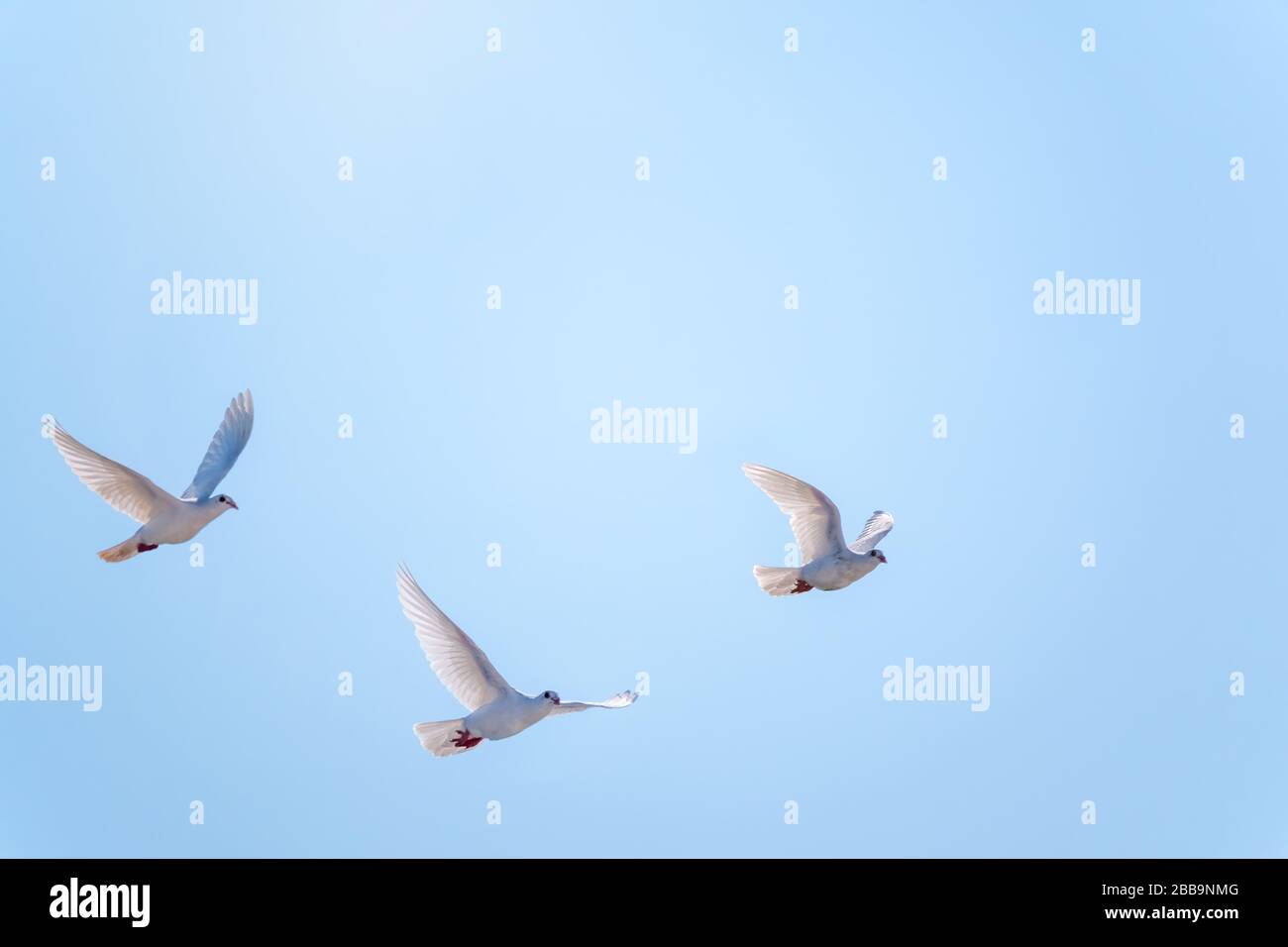 Three white doves fly in a clear blue sky. White doves are used as ...
