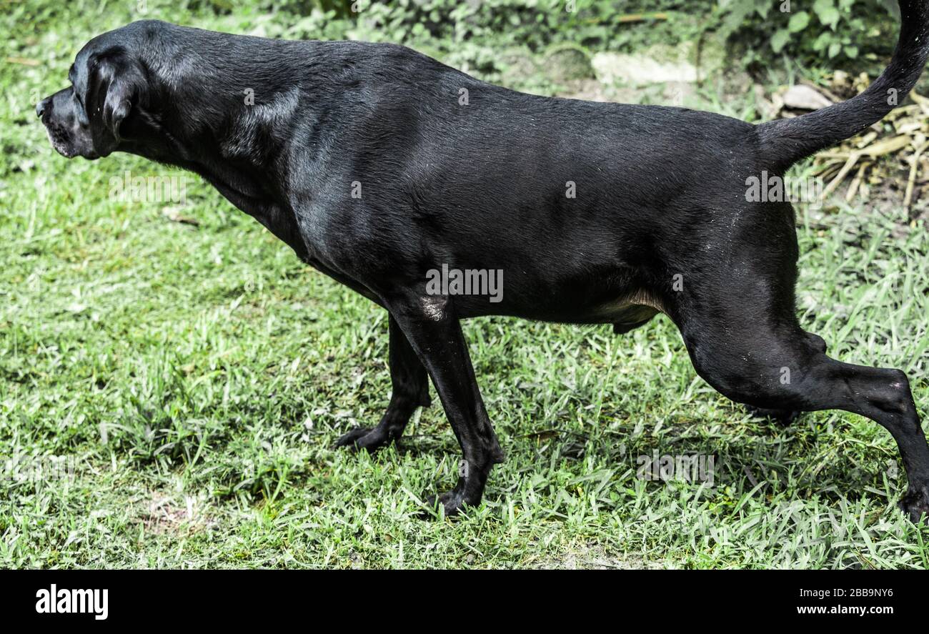 Black Labrador retriever mix urinating Stock Photo - Alamy