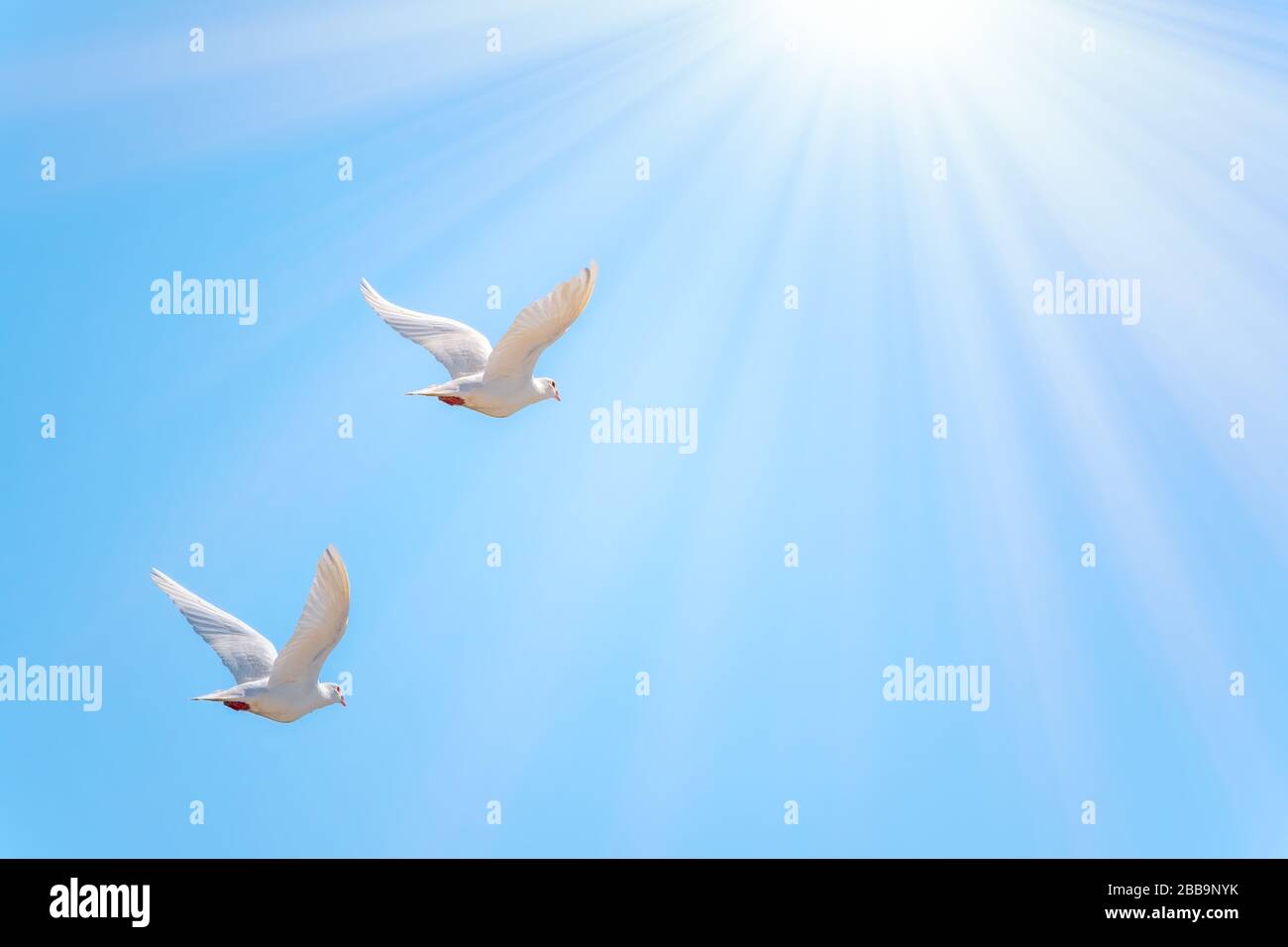 2 Flying Doves Two White Doves Flying In The Blue Sky. Peace Concept.