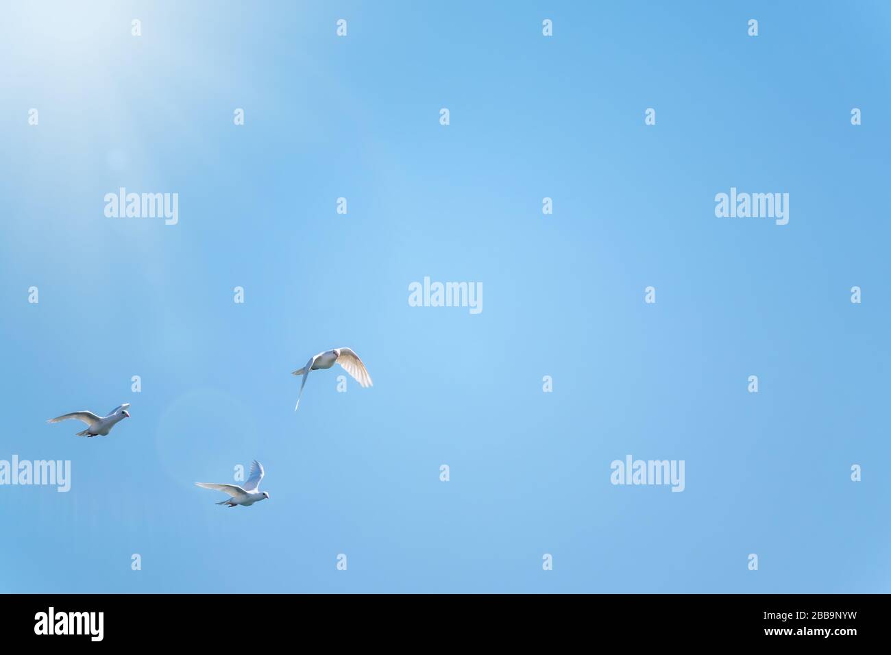 Three white doves fly in a clear blue sky. Three white doves fly in the sun. White doves are ...
