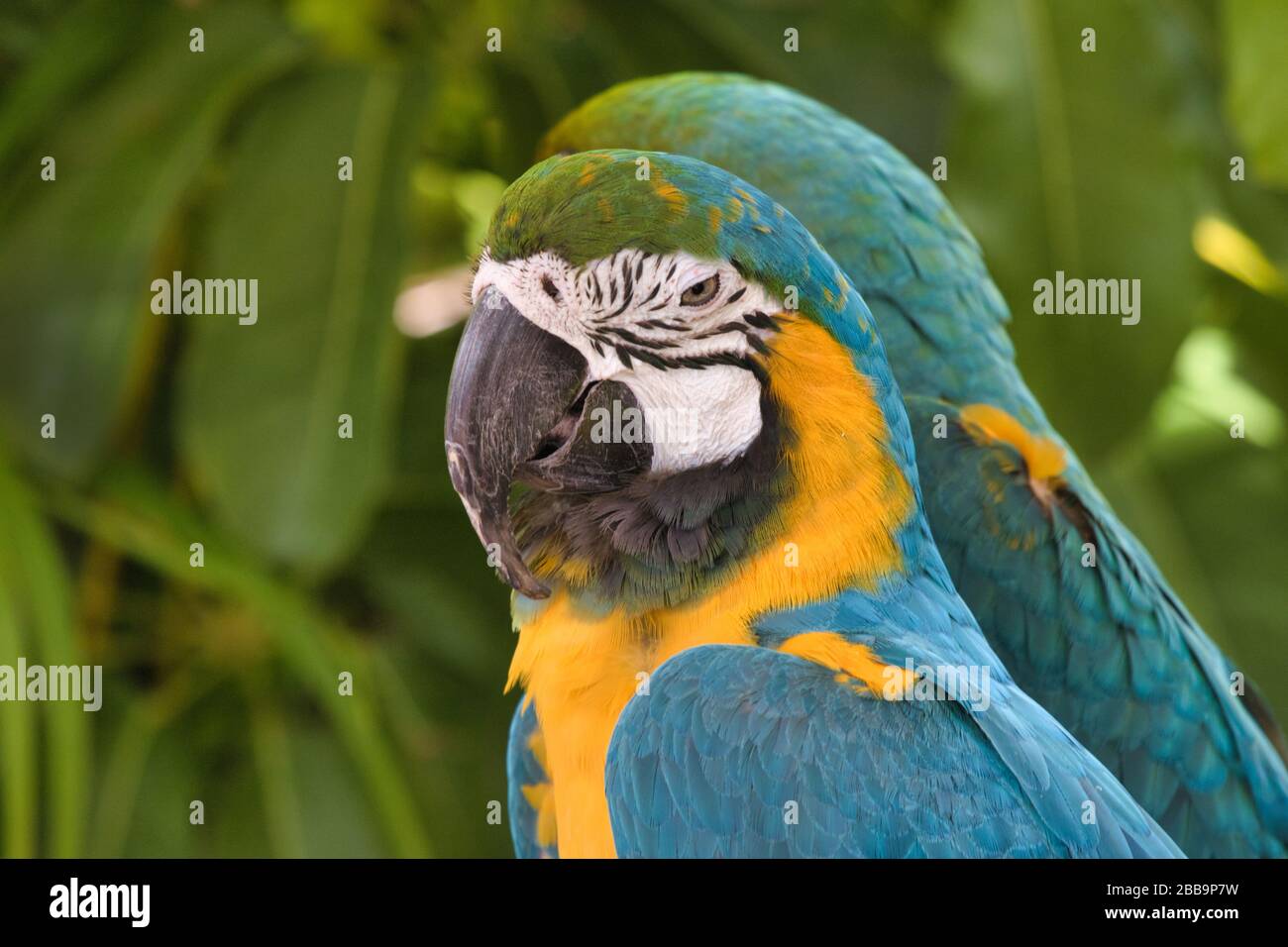 Two green parrots hi-res stock photography and images - Alamy