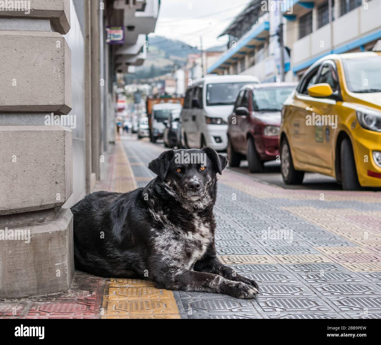 A beautiful stray dog with amber color eyes sitting down on a corner of ...