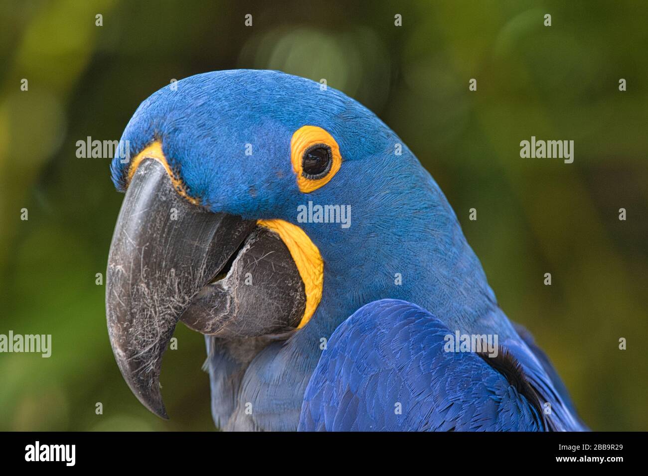 Parrot markings hi-res stock photography and images - Alamy