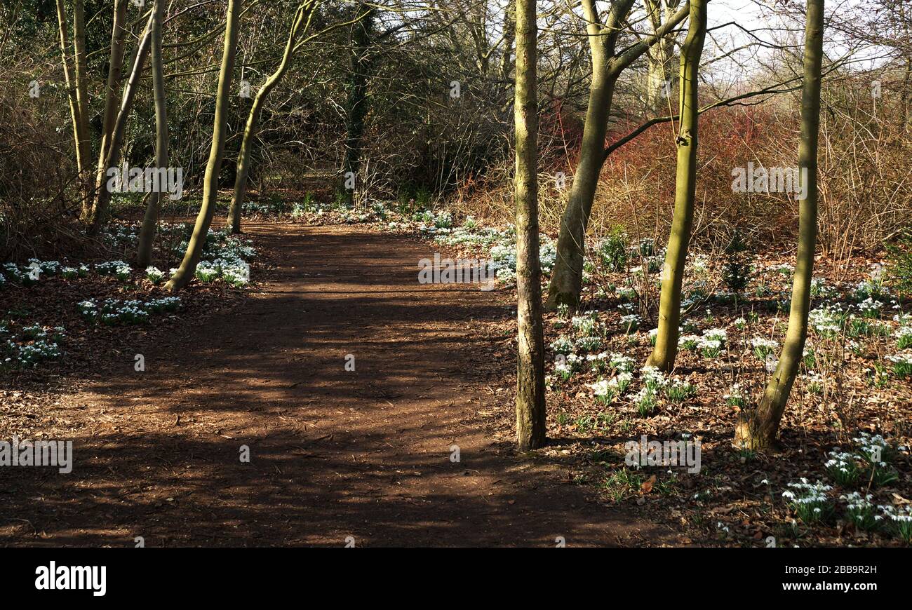 Anglesey Abbey, Lode, Cambridge, Snow drop walk Stock Photo - Alamy