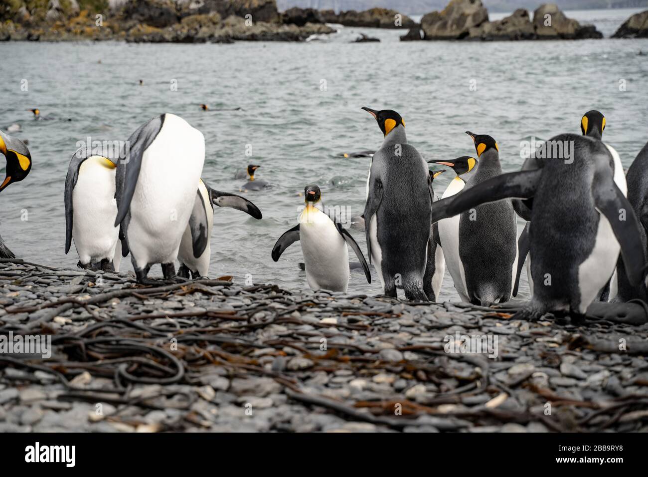 Antarctic penguins in their environment hi-res stock photography and ...
