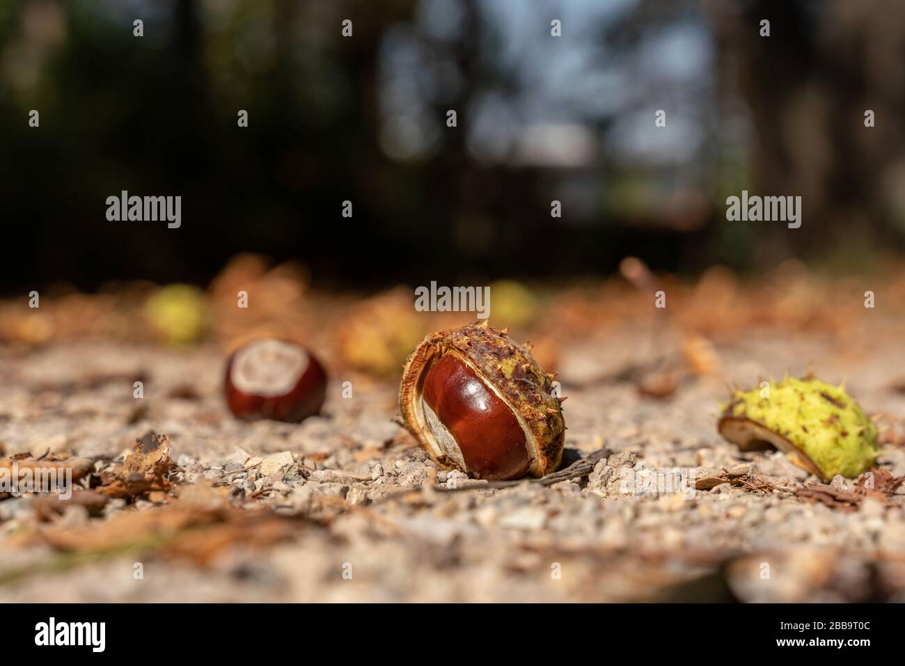 Chestnuts freshly fallen from the tree lie on the ground and are ...