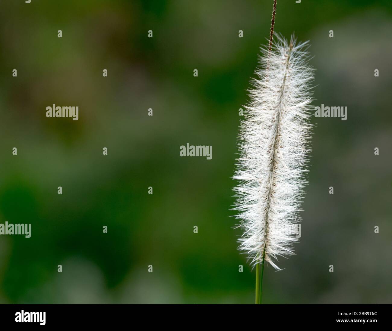 Spreading weeds hi-res stock photography and images - Alamy