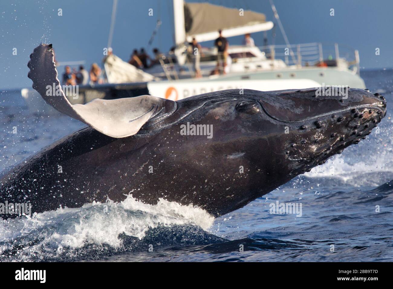 Humpback whale surprising a whale watch boat with a close and ...