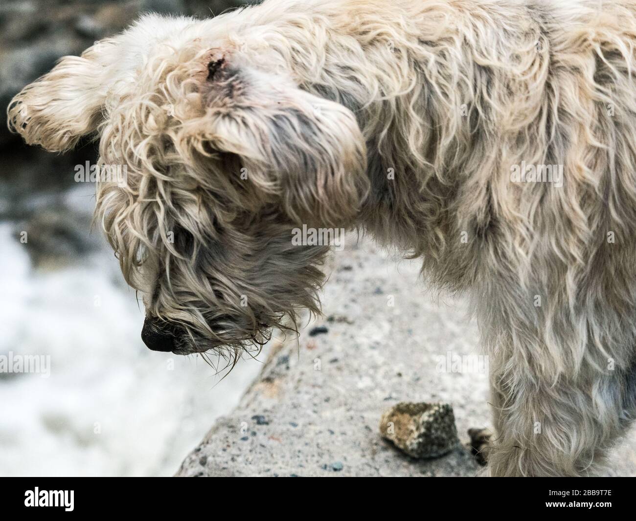 Ragged wound hi-res stock photography and images - Alamy