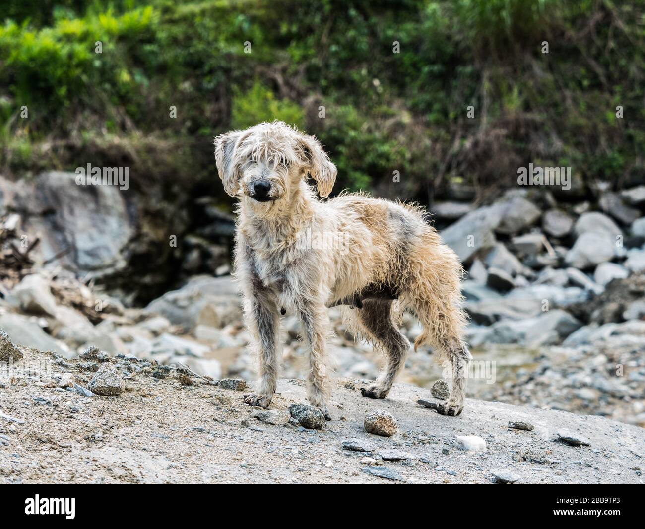 Scruffy stray dog hi-res stock photography and images - Alamy
