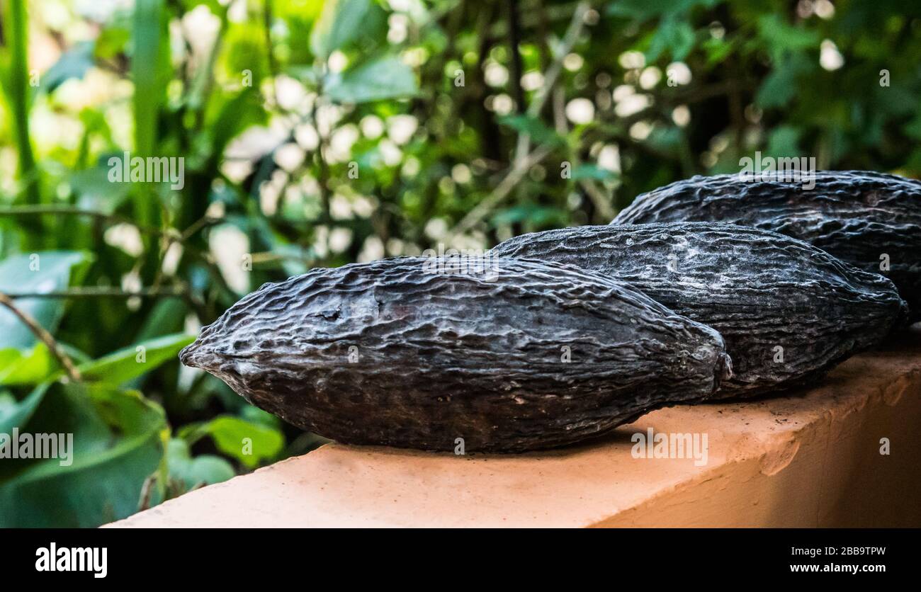 Cocoa farming amazon rainforest hi-res stock photography and images - Alamy