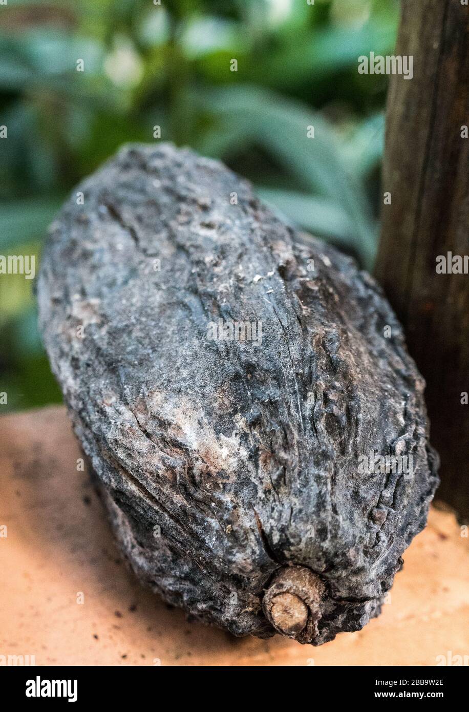 Cacao criollo hi-res stock photography and images - Alamy