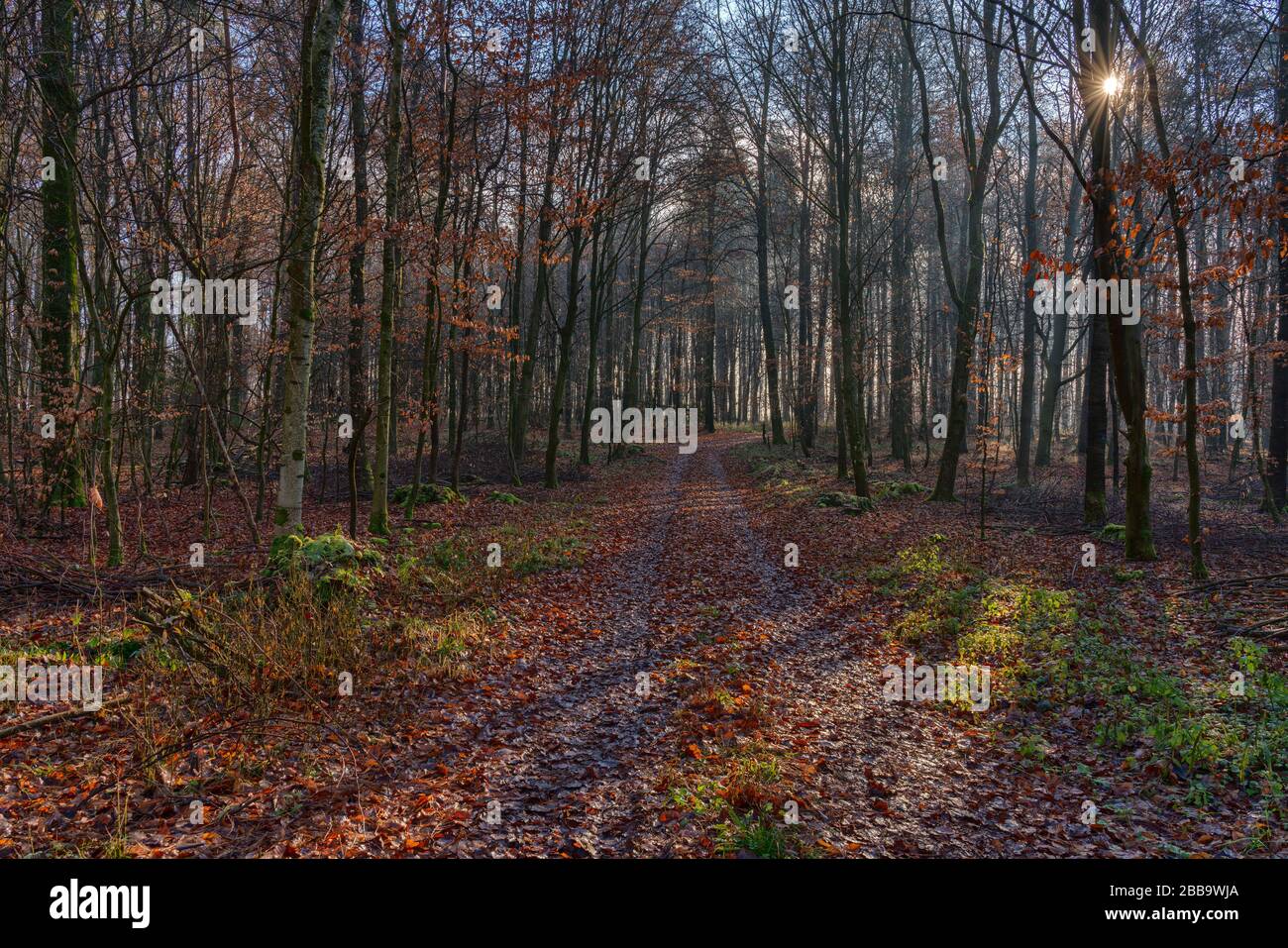 Pathway sun woodland shadow hi-res stock photography and images - Alamy