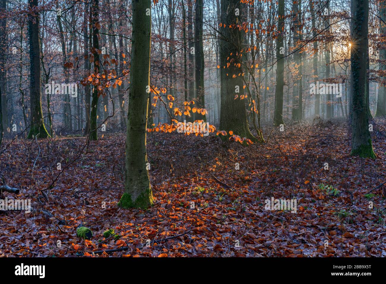 The deep sun sends a beam of light into the forest and illuminates a ...