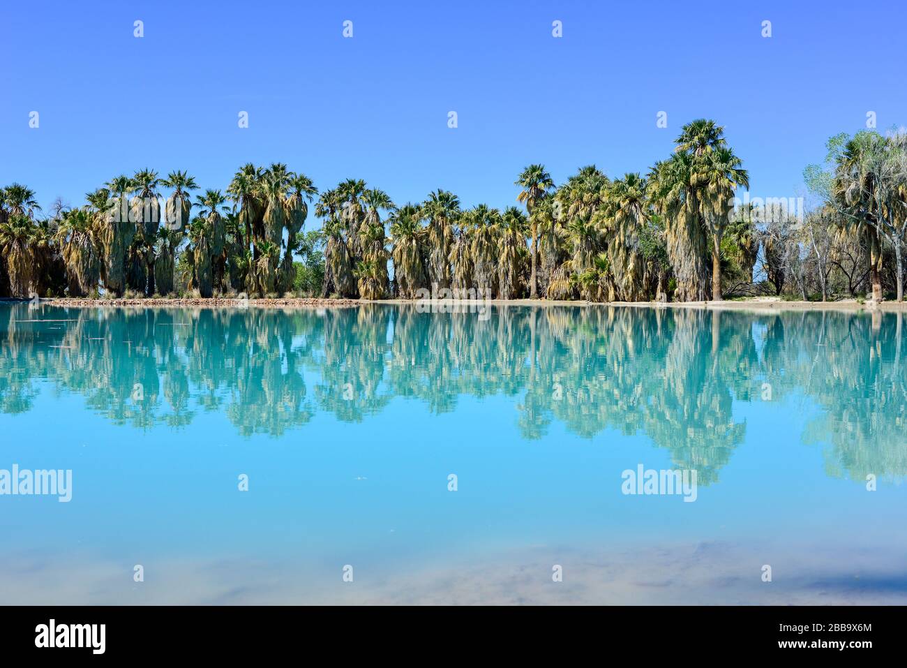 An idyllic view of skirted fan palm trees reflecting in a turquoise ...