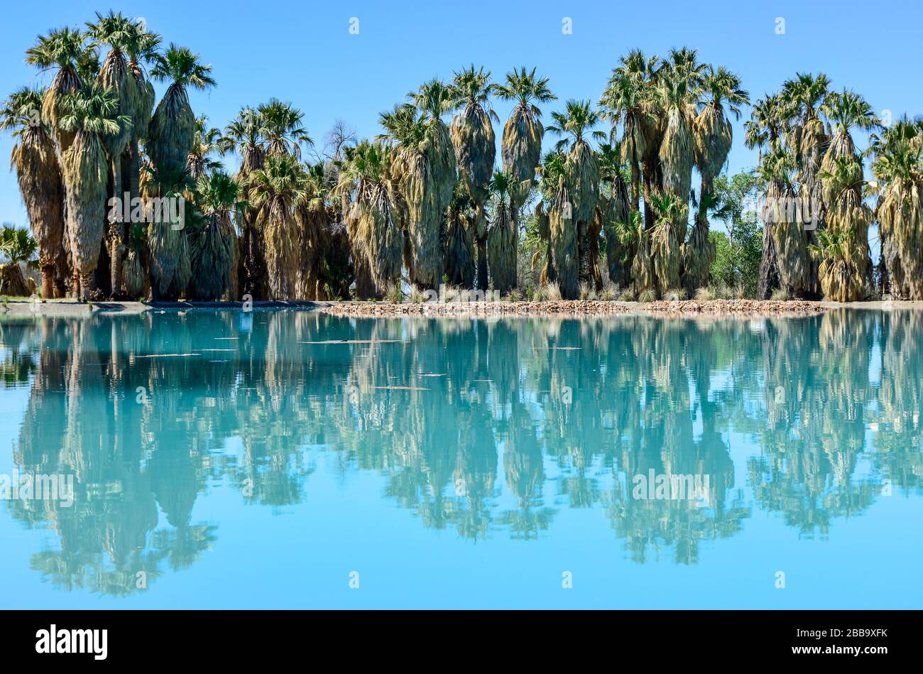 An idyllic view of skirted fan palm trees reflecting in a turquoise ...