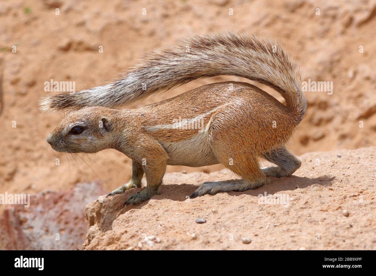 Cape ground squirrel (Xerus inauris), on all fours, at the top of the ...