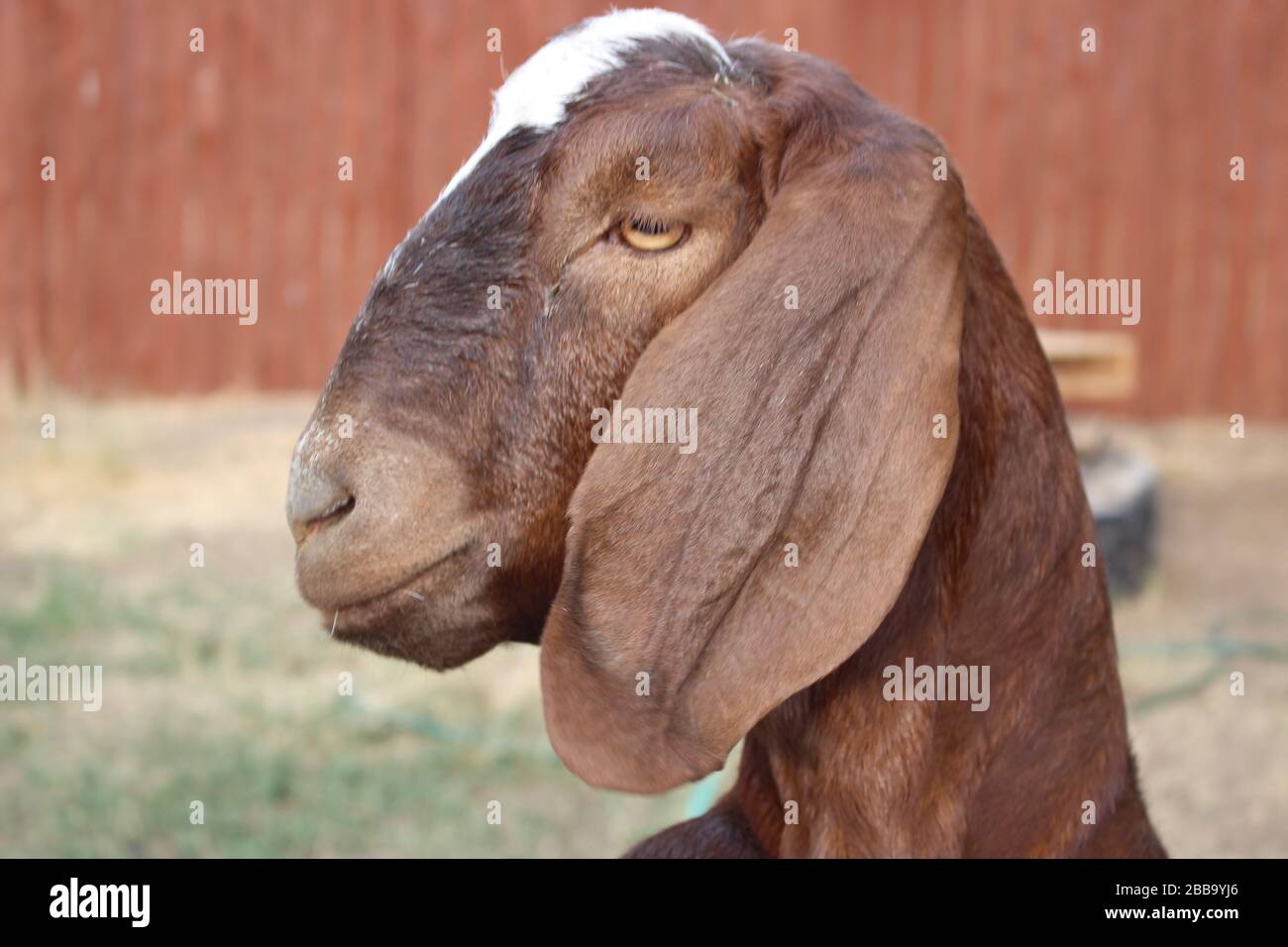 Goat looking over wooden fence Stock Photo - Alamy