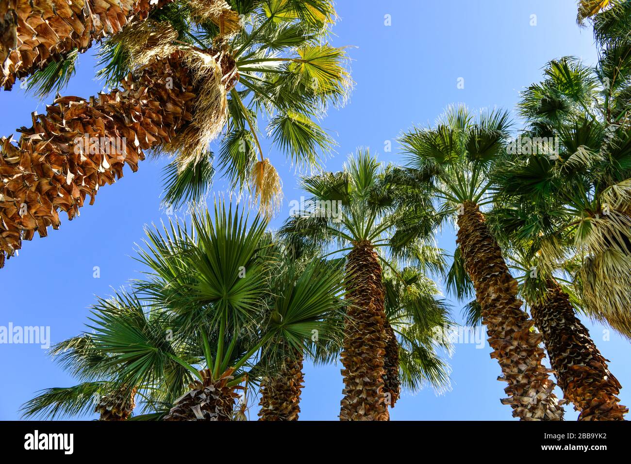 An upward view of shaved fan palm tree trunks with blowing fronds in ...